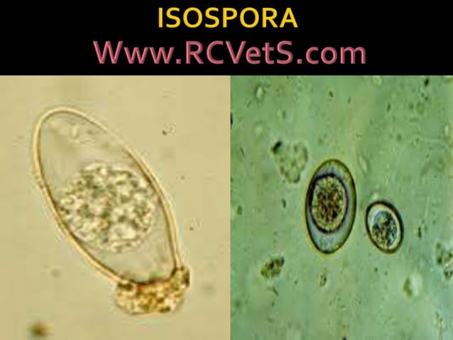 Isospora | PPTX