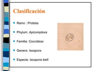isospora bellis | PPT