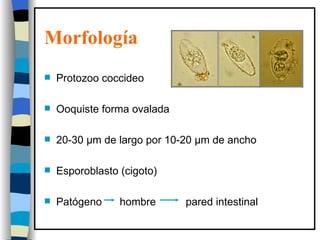 isospora bellis | PPT
