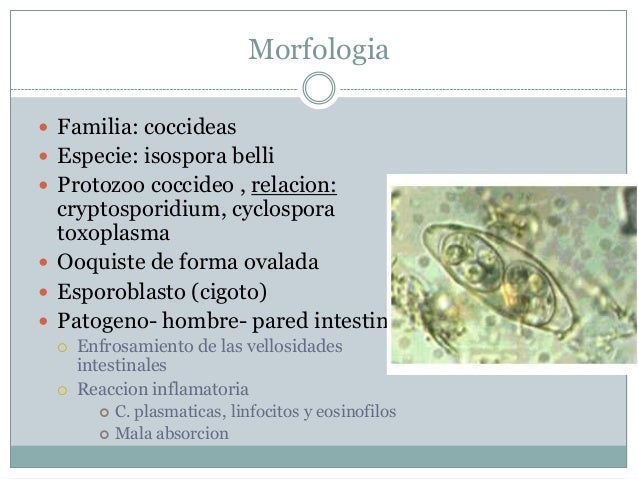 Isospora Beli