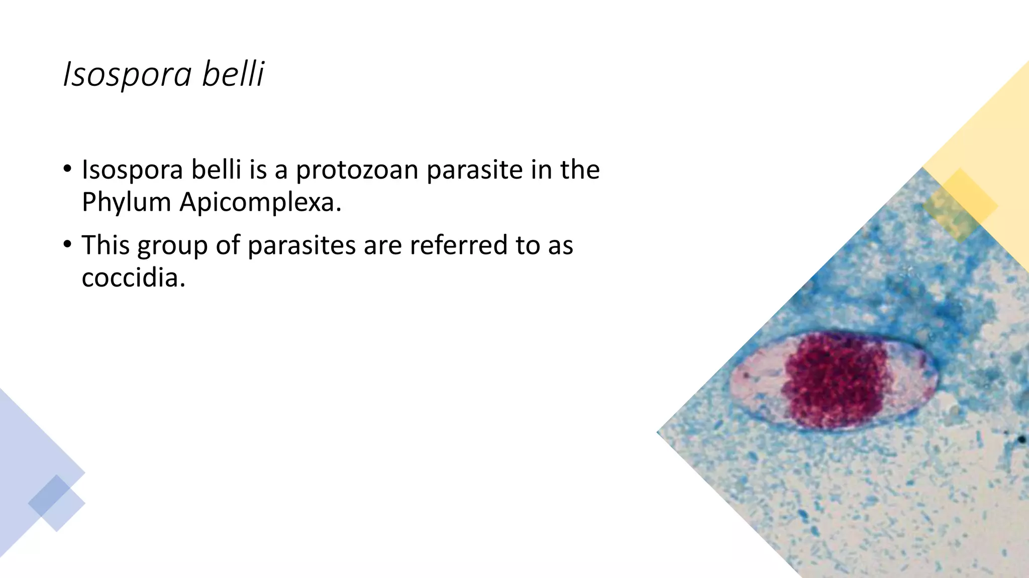 Isospora belli | PPTX