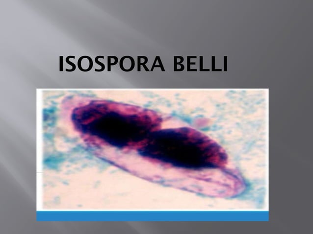 ISOSPORA BELLI.pptx Medical Parasitology.. | PPTX