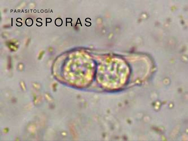 Isosporas