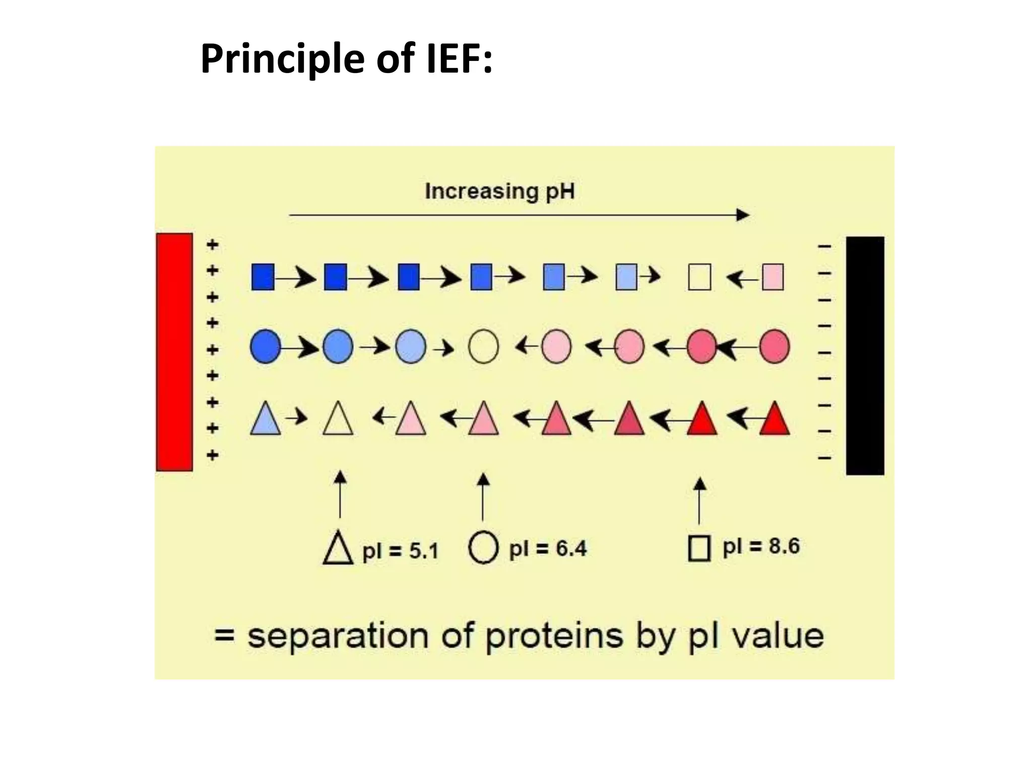 Isotachophoresis & ief(iso electric focusing | PPTX