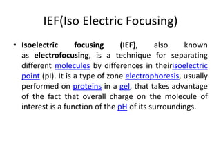 Isotachophoresis & ief(iso electric focusing | PPTX