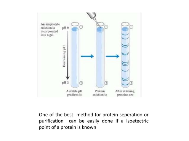 Isotachophoresis & ief(iso electric focusing | PPTX | Chemistry | Science