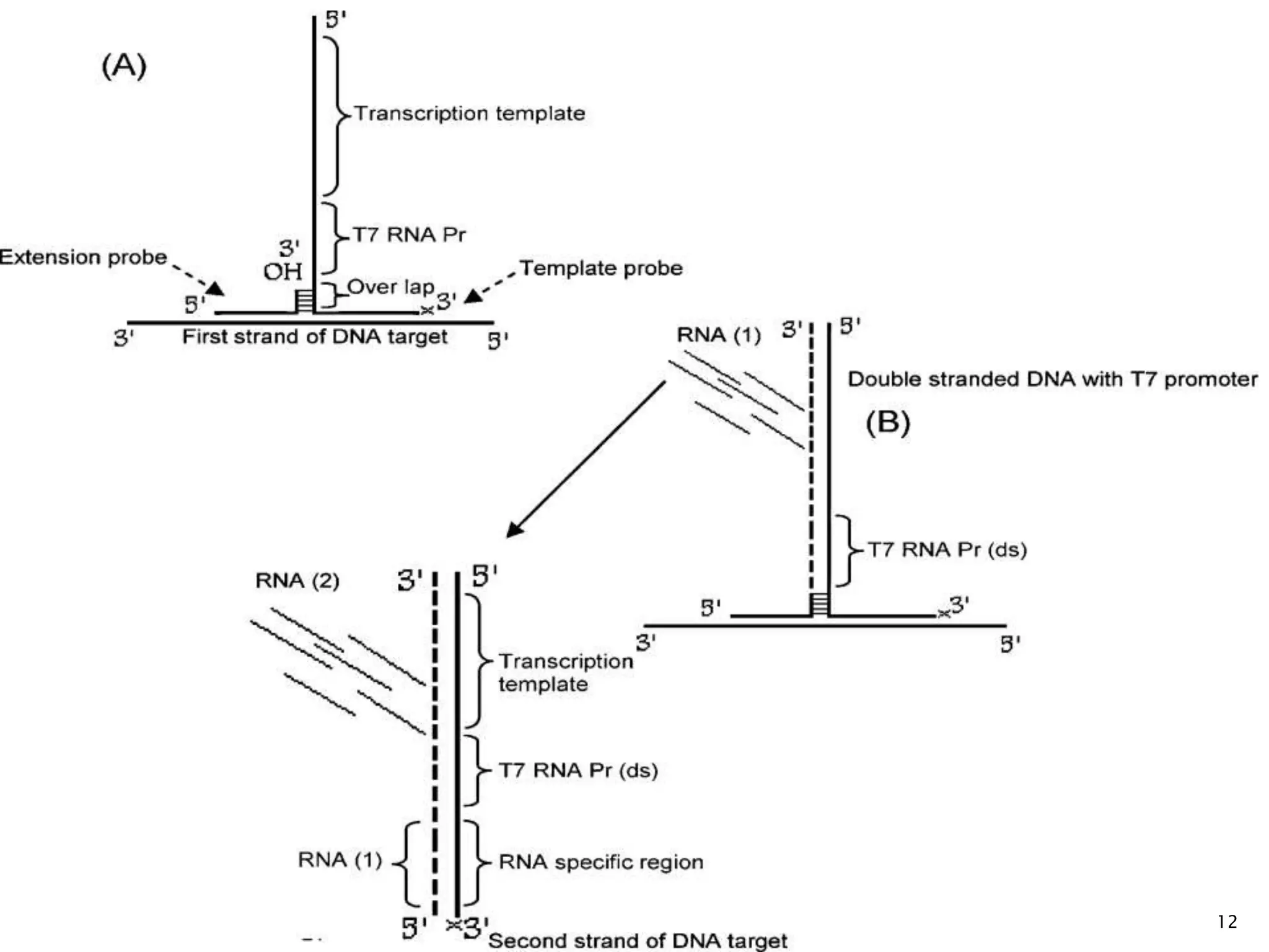 Isothermal Nucleic Acid Amplification Techniques | PPTX