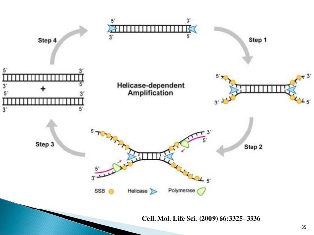 Isothermal Nucleic Acid Amplification Techniques