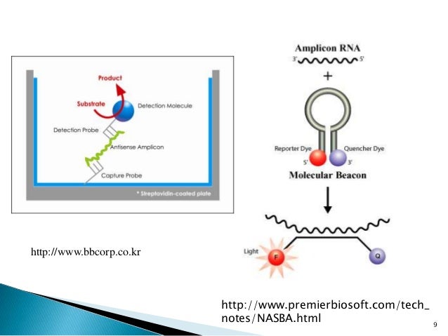 Isothermal Nucleic Acid Amplification Techniques