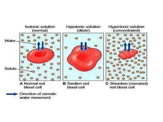 Isotonic and buffer solutions | PPTX
