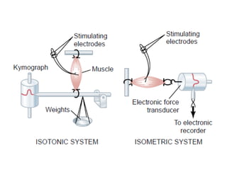 Isotonic & isometric contraction | PDF