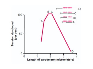 Isotonic & isometric contraction | PDF