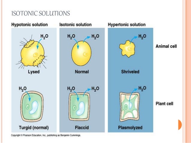 Substance Isotonic Cell
