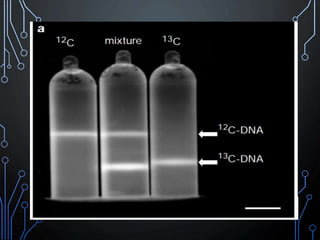 Isotope in agricultural microbiology | PPT
