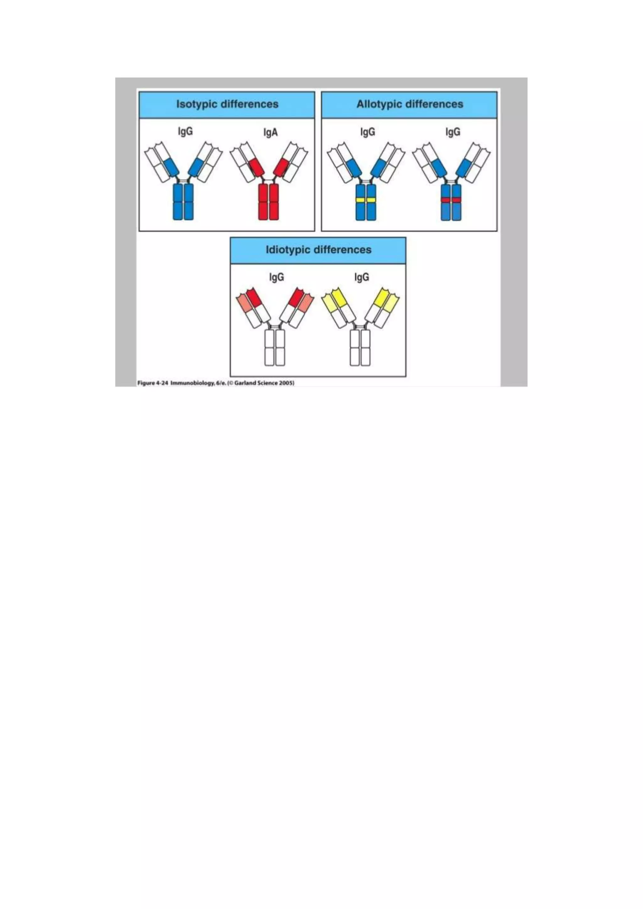 Isotypes allotypes and idiotypes | DOCX