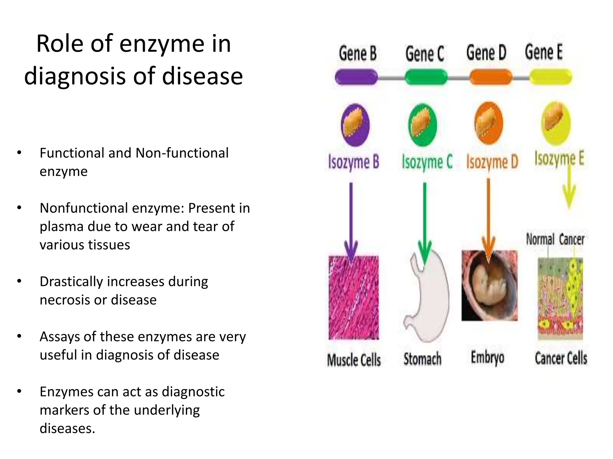 Isozymes and their role in diagnosis of disease.pptx