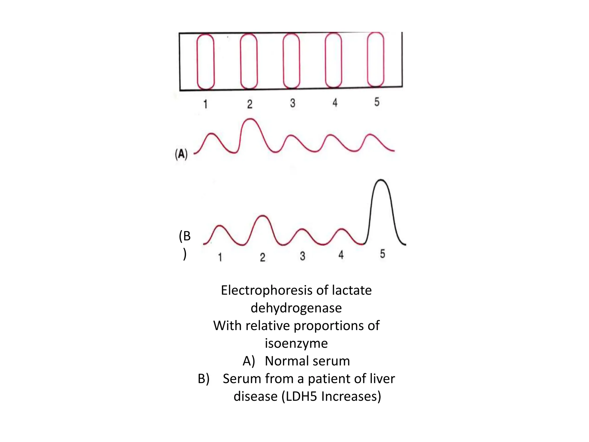 Isozymes and their role in diagnosis of disease.pptx