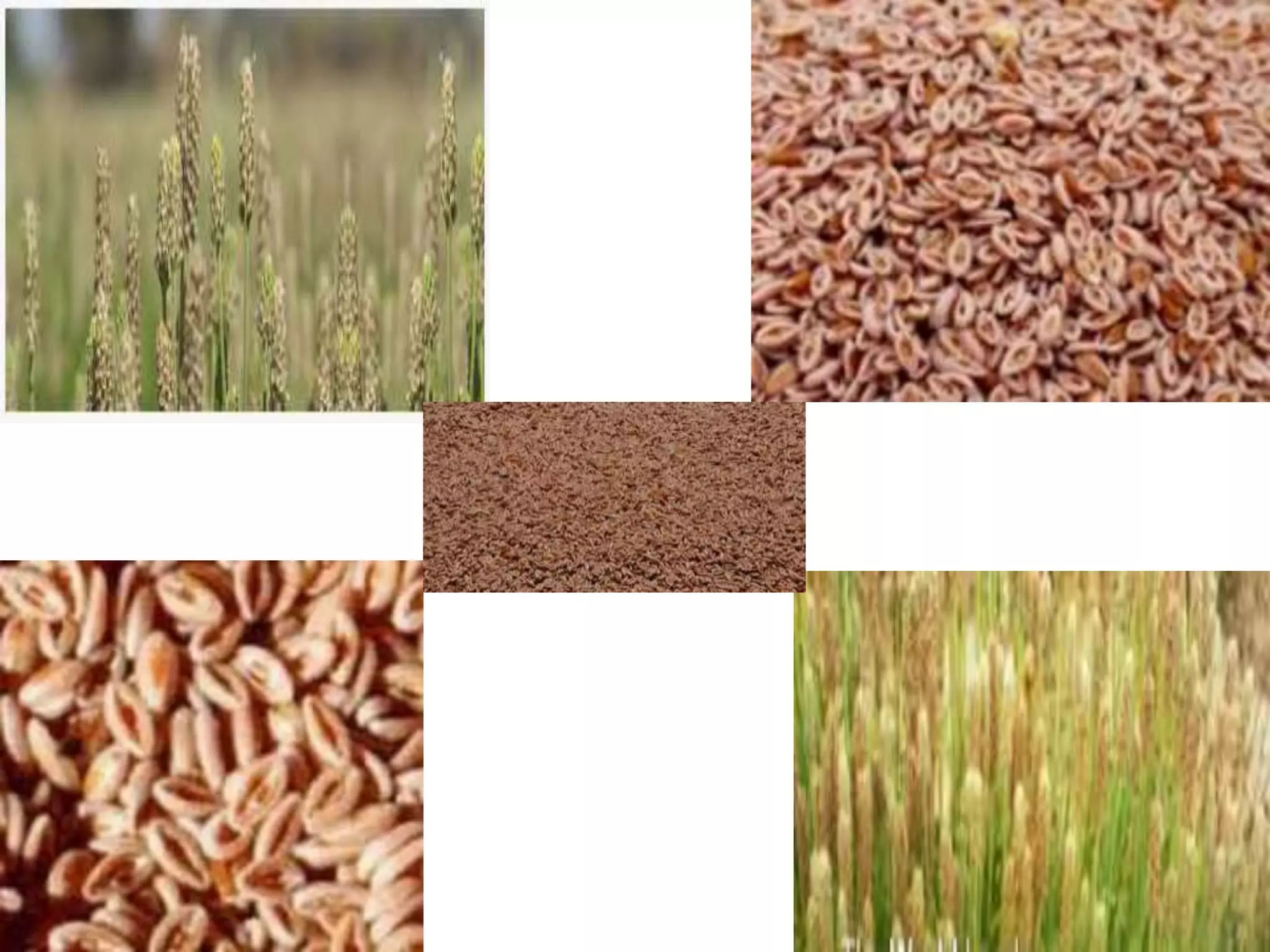 ISPAGHULA/ ISHABGULA- Plantago ovata | PPTX