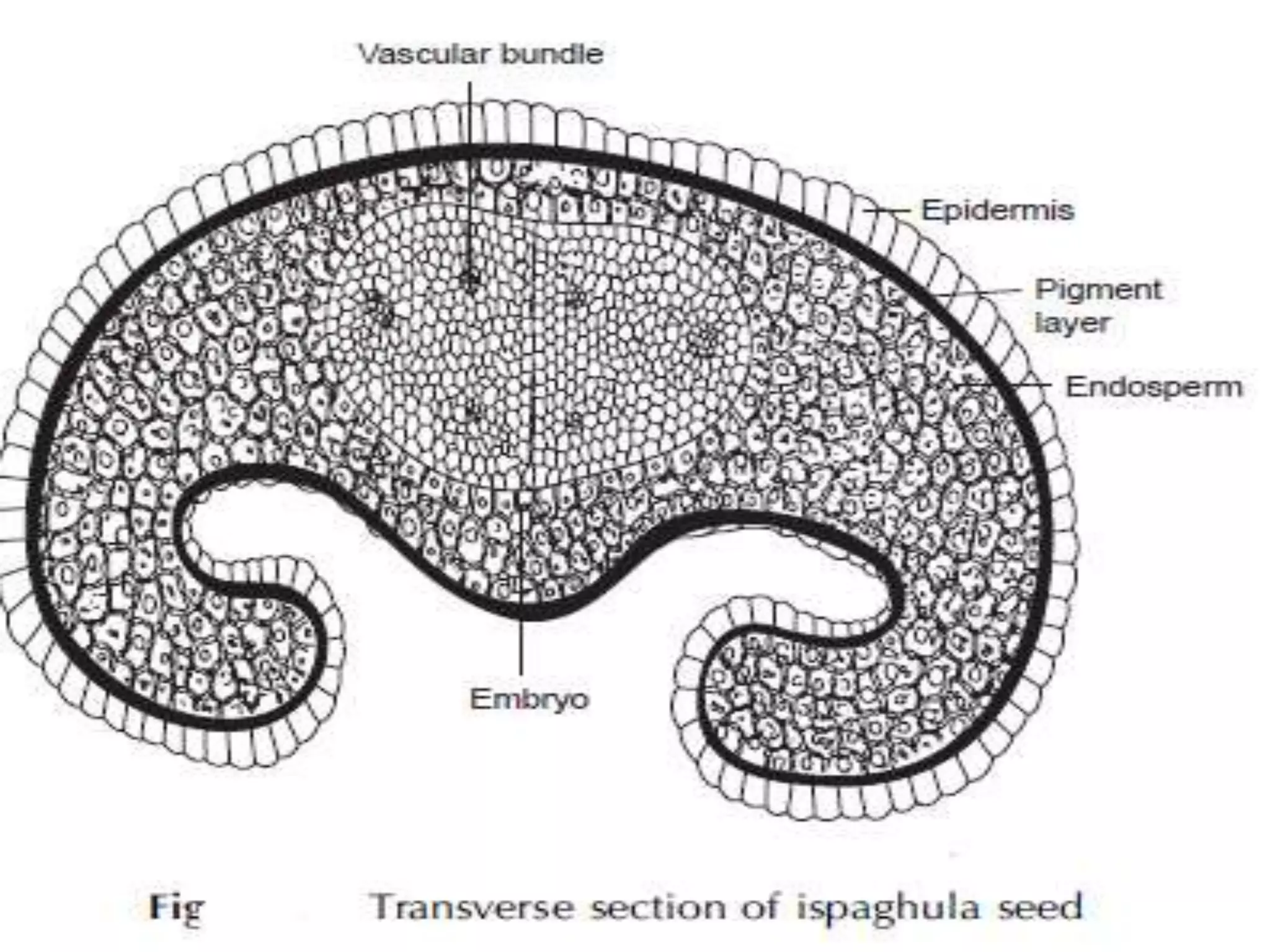 ISPAGHULA/ ISHABGULA- Plantago ovata | PPTX