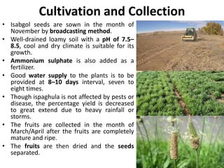 ISPAGHULA/ ISHABGULA- Plantago ovata | PPTX
