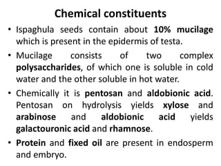ISPAGHULA/ ISHABGULA- Plantago ovata | PPTX