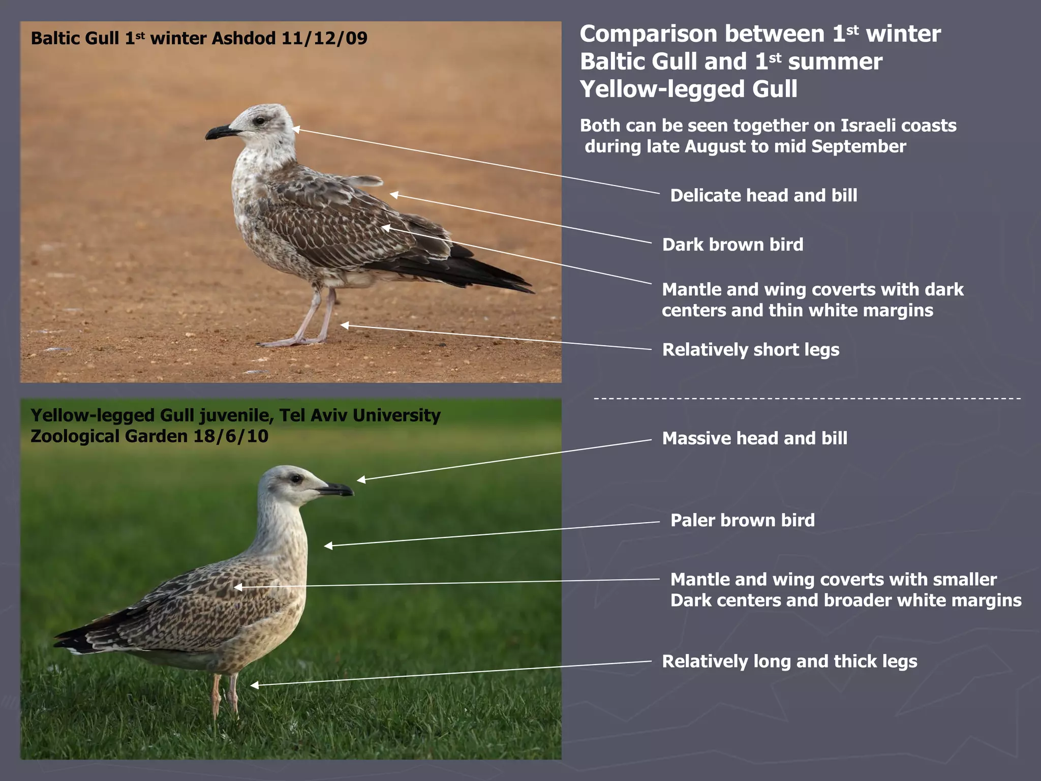 Part 2 - Updated 25.1.11 Israel large Ad Gulls of Israel Identification ...