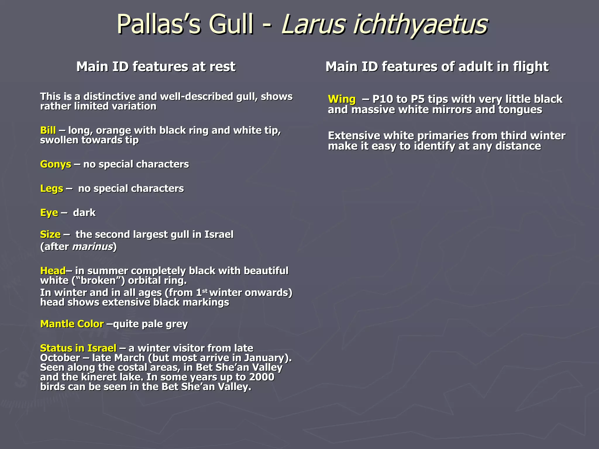 Part 2 - Updated 25.1.11 Israel large Ad Gulls of Israel Identification ...