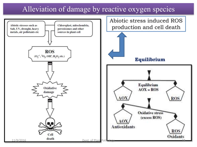 ISR IN PLANTS THROUGH FUNGAL BIOCONTROL AGENTS | PPT