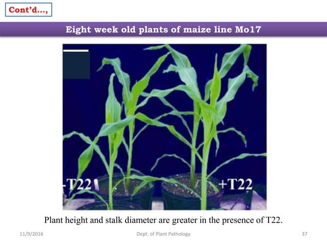 ISR IN PLANTS THROUGH FUNGAL BIOCONTROL AGENTS | PPT