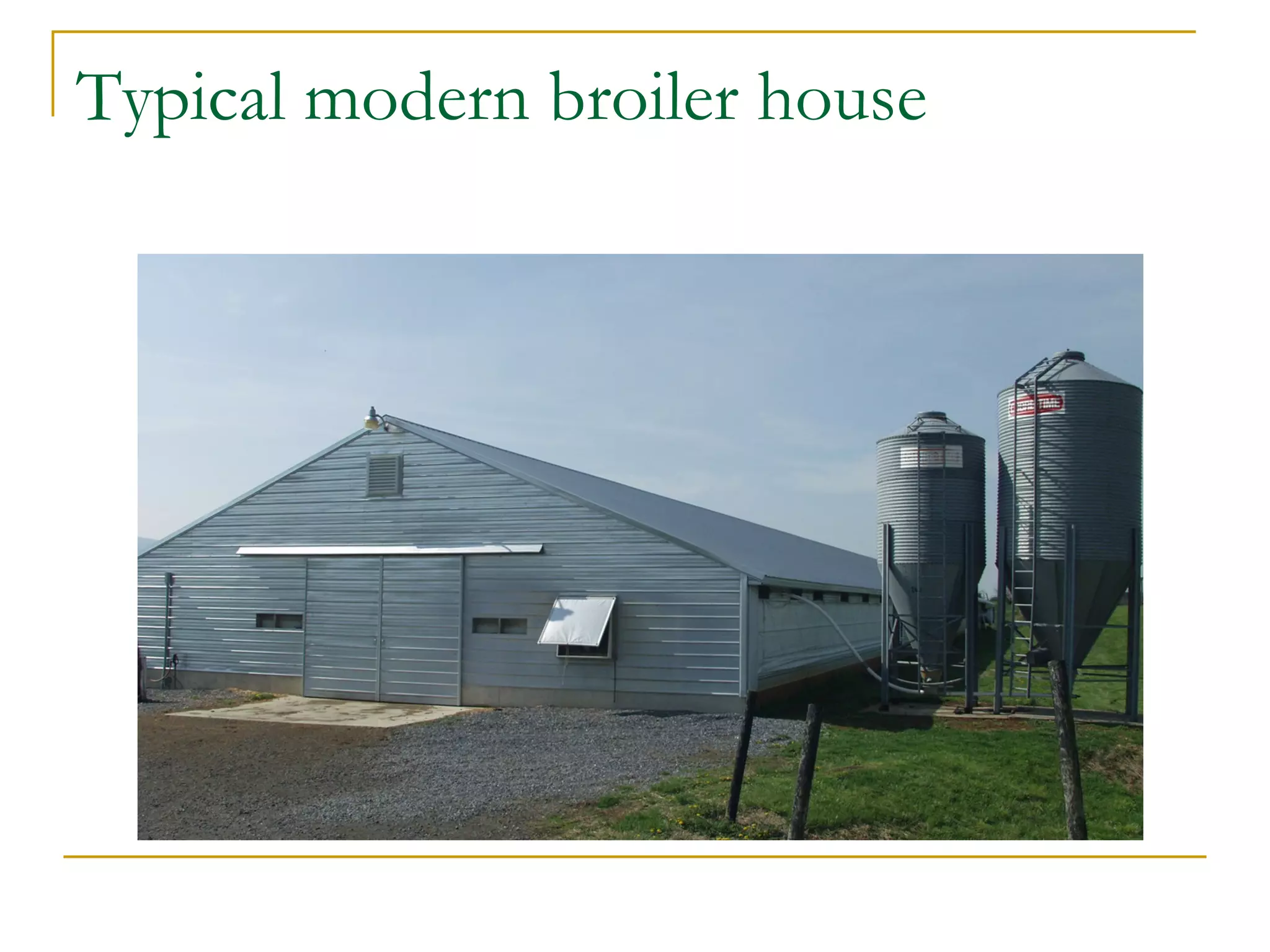 Issues And Challenges In Broiler Production | PPT
