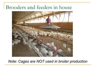 Issues And Challenges In Broiler Production | PPT