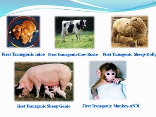 Ethical issues related to transgenic animals | PPTX