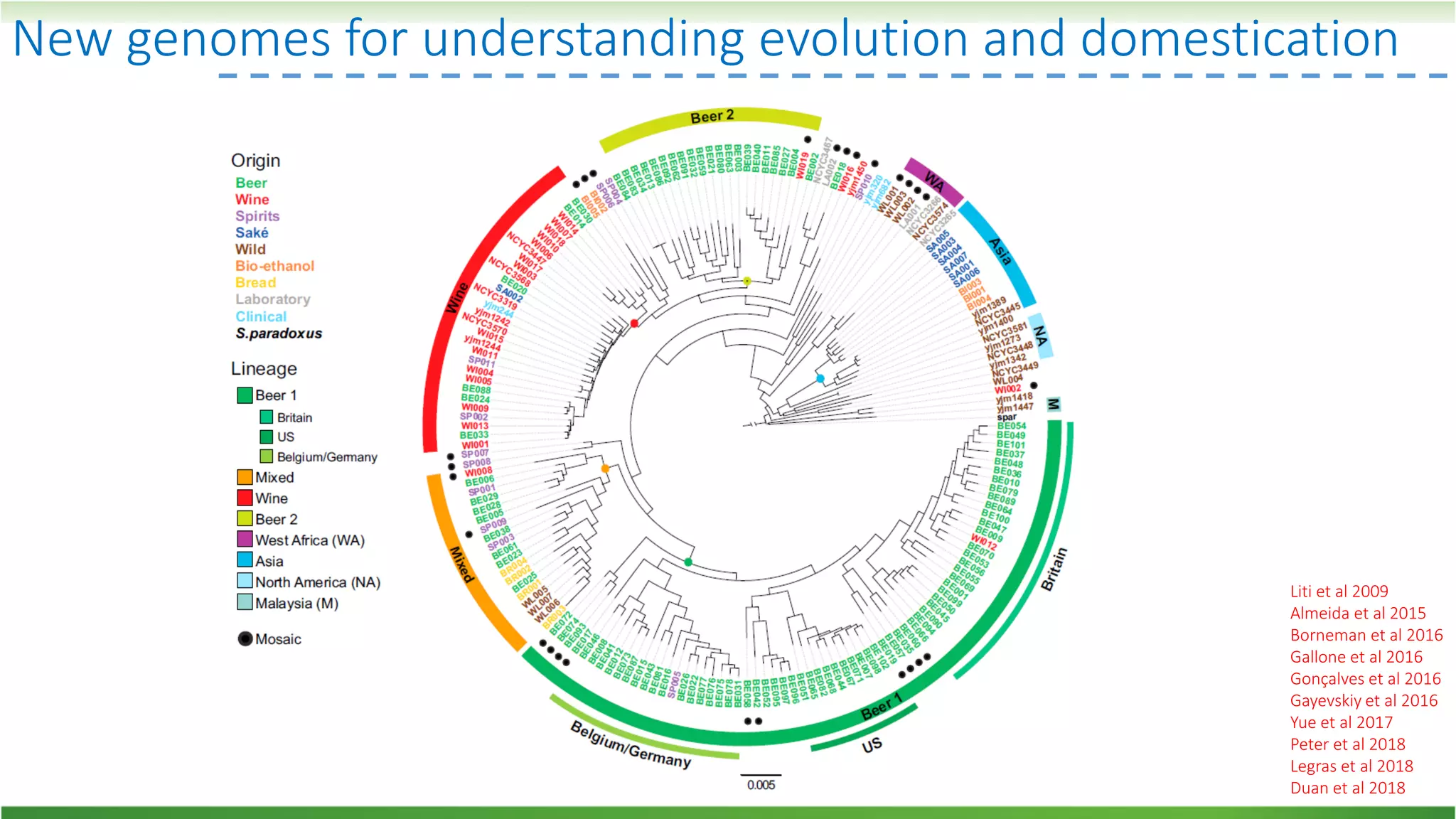 Reticulate Evolution In The Saccharomyces Genus | PPT