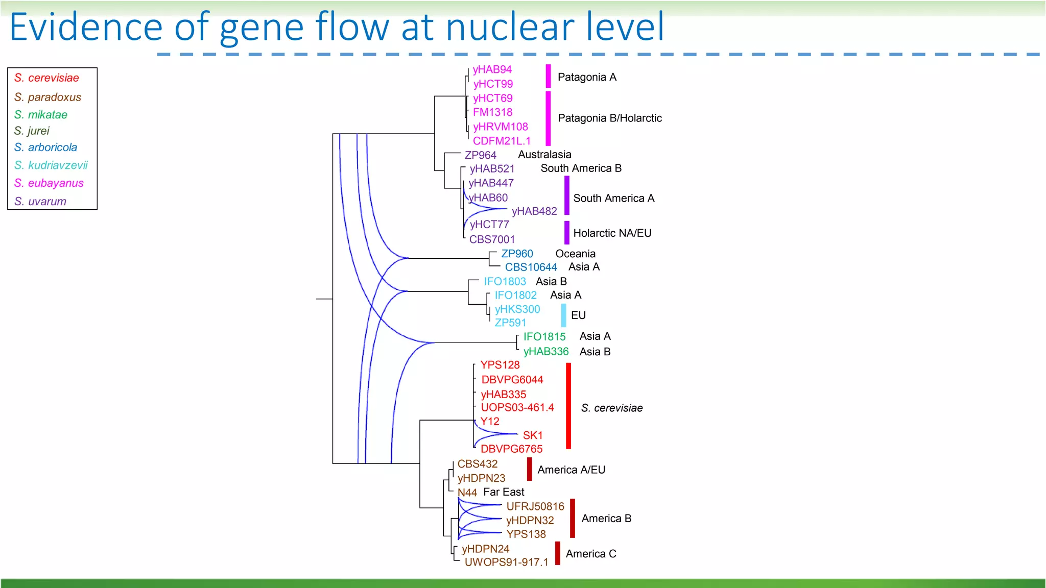 Reticulate Evolution In The Saccharomyces Genus | PPT
