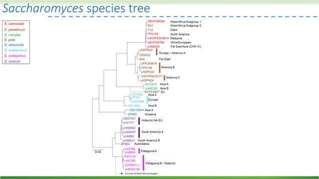 Reticulate Evolution In The Saccharomyces Genus | PPT
