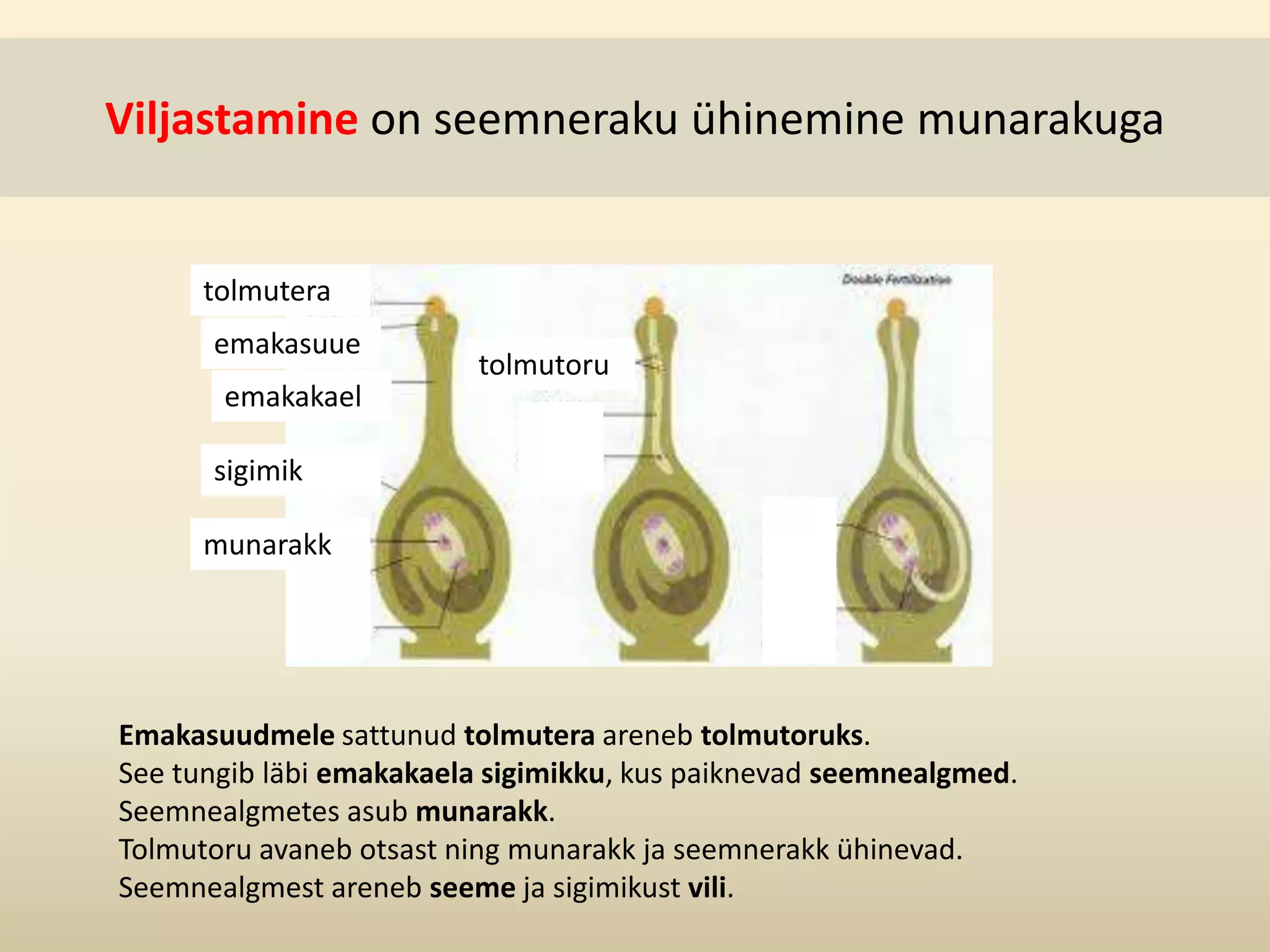 õIstaimede suguline paljunemine | PPTX