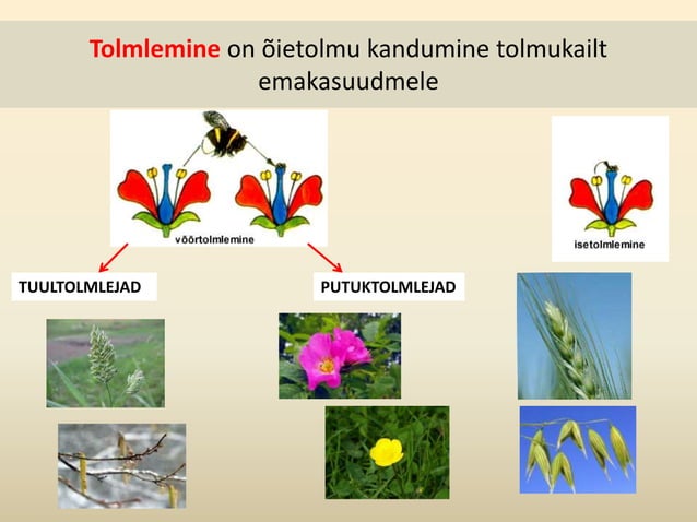 õIstaimede suguline paljunemine | PPTX