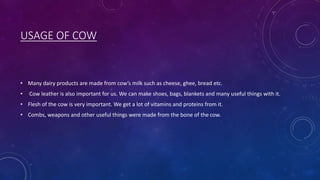 Cow | PPTX