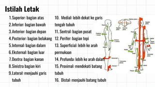 FyghjbyfrdcfgfvhbjnjIstilah Anatomi.pdf.pdf