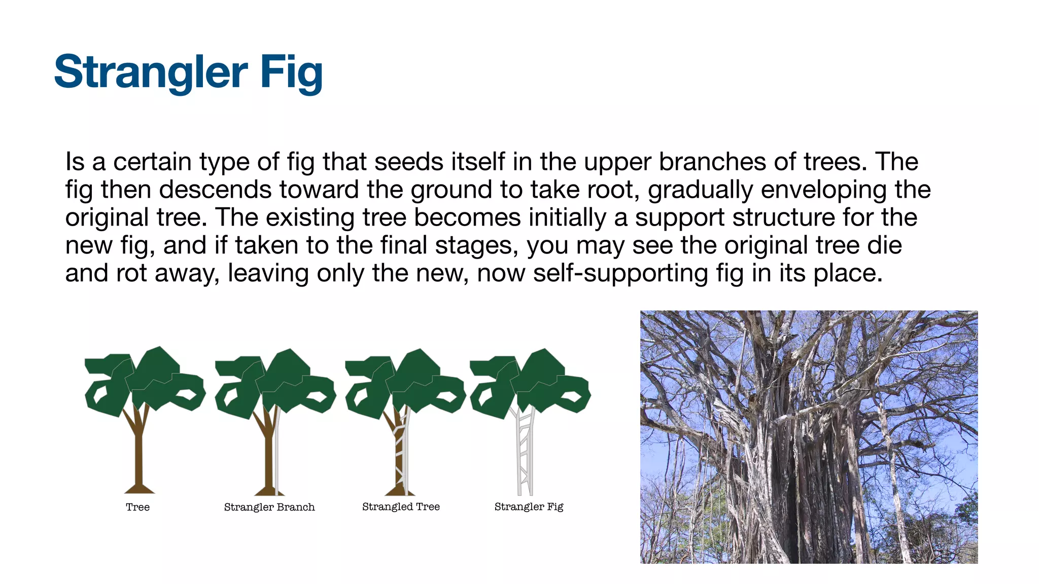 Istio As An Enabler For Migrating Monolithic Applications To Microservices V13 Ppt