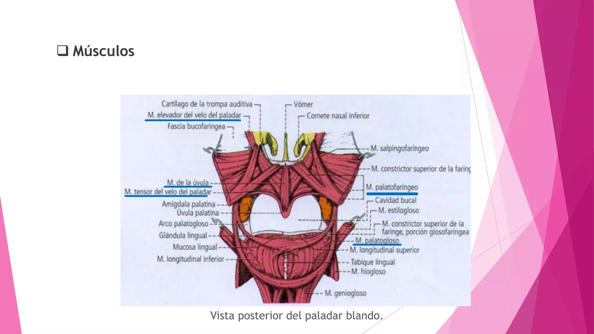 Istmo de las fauces | PPTX