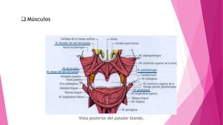 Istmo de las fauces | PPTX