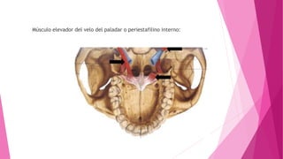 Istmo de las fauces | PPTX