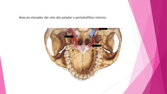 Istmo de las fauces | PPTX