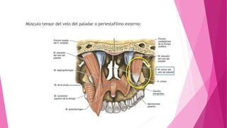Istmo de las fauces | PPT