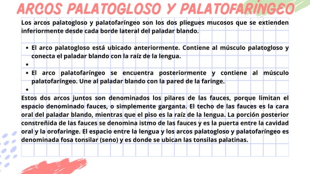 Istmo de las fauces y paladar blando..pdf