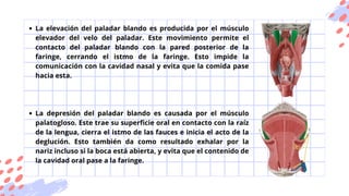 Istmo de las fauces y paladar blando..pdf