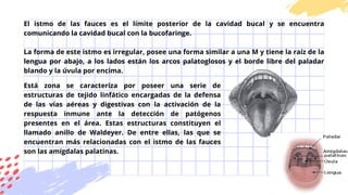 Istmo de las fauces y paladar blando..pdf
