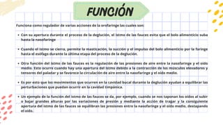 Istmo de las fauces y paladar blando..pdf