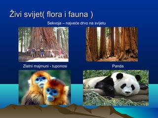 Istocna azija prezentacija | PPT